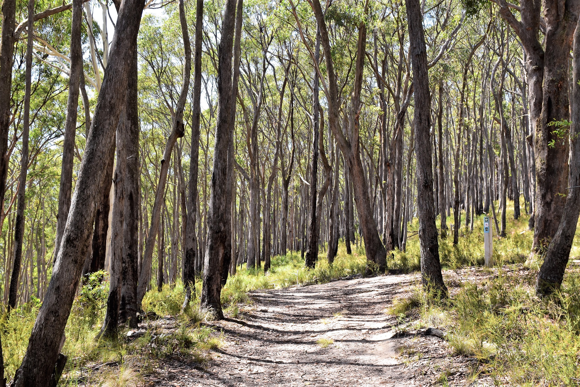 Goin' Feral One Day At A Time: Whipstick Loop Walk, Wombat State Forest ...