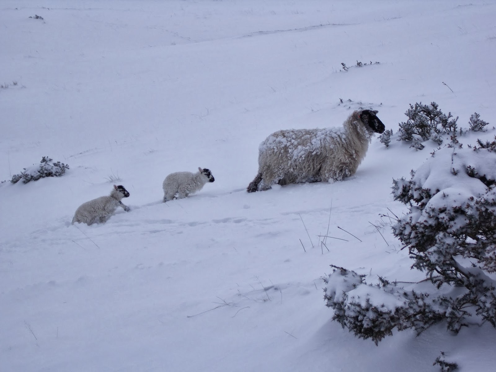 Epynt Hardy Speckled Sheep Society: Breed Information