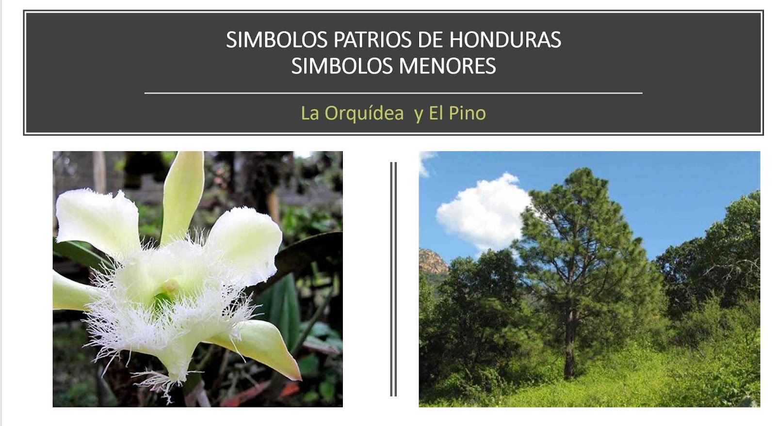 SIMBOLOS DE HONDURAS