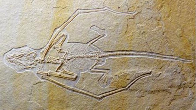 Fossil of flying dinosaur identified