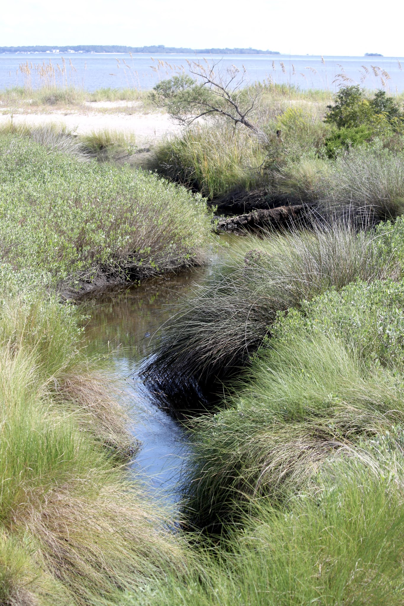 Lowcountry outdoors: 2021 Fish Haul Beach Park - Scenic Vistas