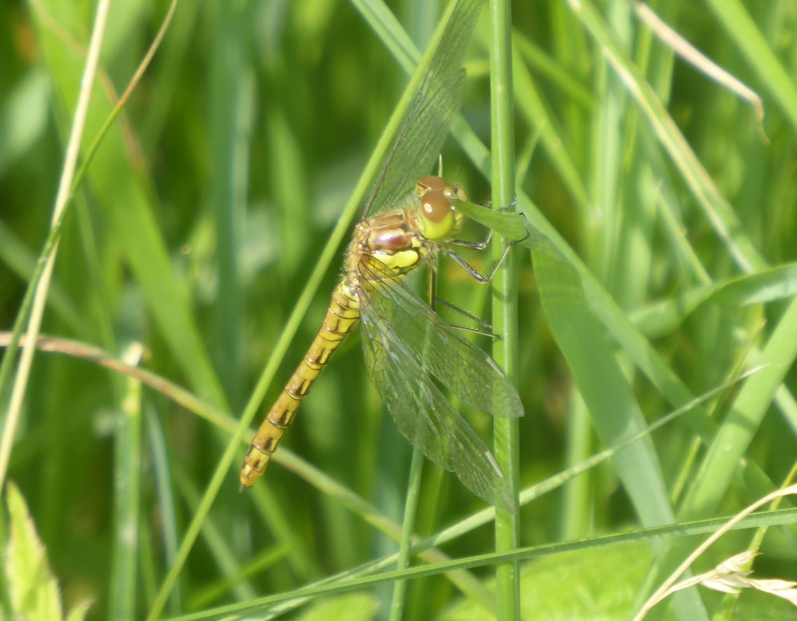 Heysham Bird Observatory: Darters emerging, but no Red Veined yet.....