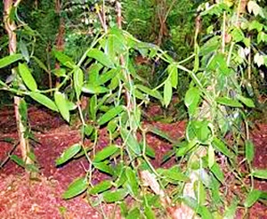 Panduan Teknis Budidaya Tanaman Panili (Vanilla planifolia ...