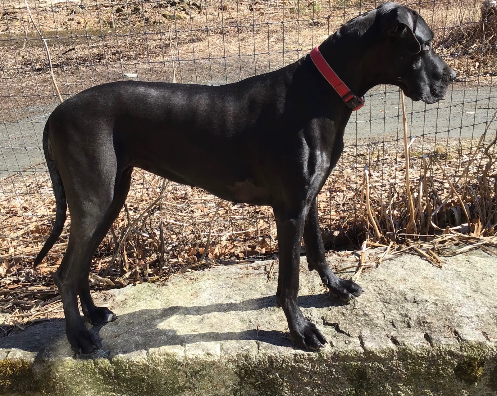 Sterling Great Danes: March 2020