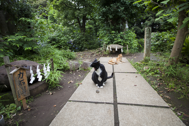 Naomi Stevens Elliott: Enoshima Island: cats and legends