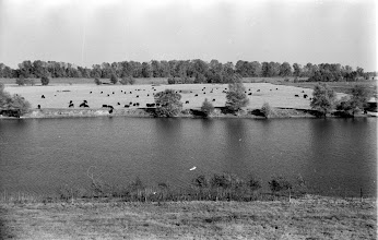 From the Vault: Eradicating the Cattle Tick Proved Controversial by ...