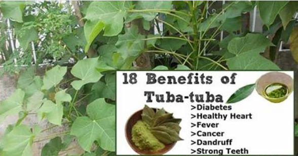 Do you know Tuba-tuba leaf are useful for our health as well as for ...