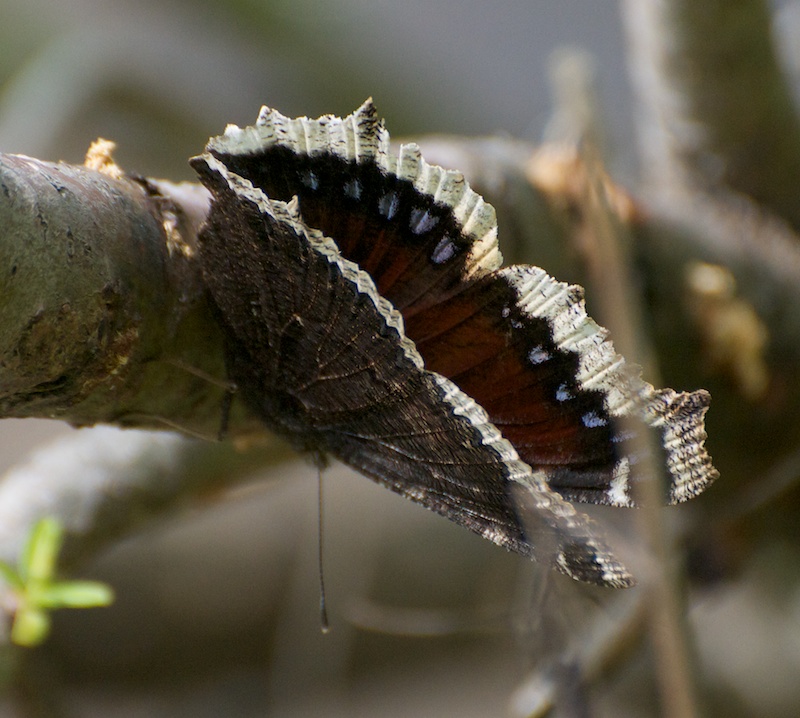 A Wandering Naturalist: Ontario: Mourning Cloaks