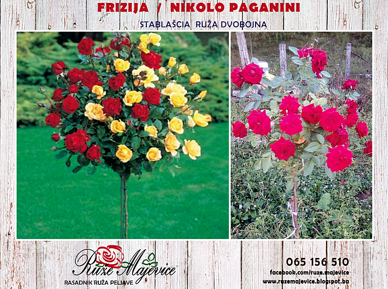 Ruže Majevice - Rasadnik ruža, Peljave. Sadnice ruža, stablašice, ruže ...