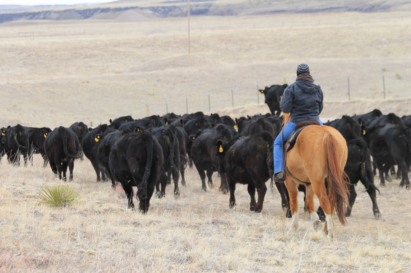 Pushing Cattle. - A Ranch Mom