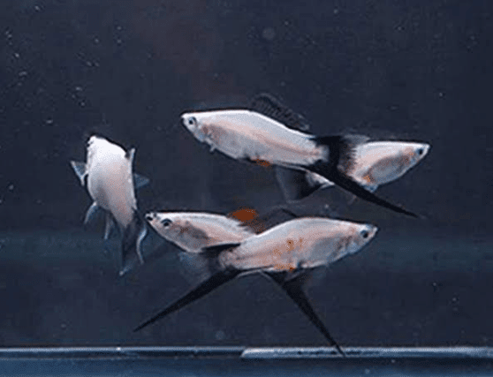 Ikan Pedang - 14 Jenis Ikan Pedang dan Harganya Beserta Cara ...