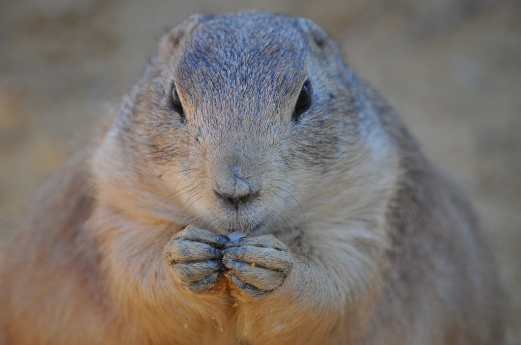 Los Perritos de la Pradera