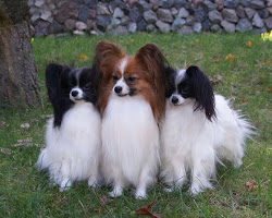 Vlinderhond Puppies Te Koop