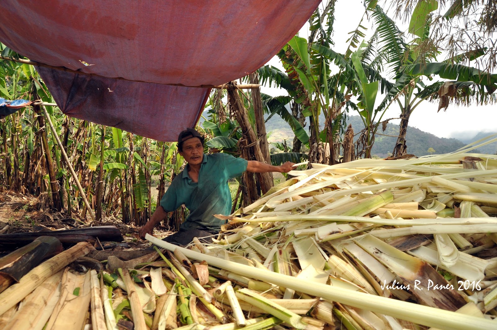 julpanzphotos: Tuxying the Abaca