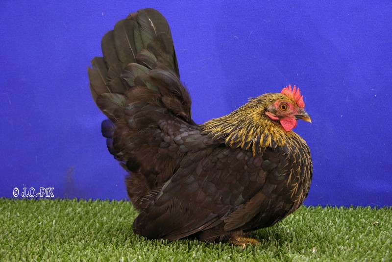 Ukrasna Zivina: Chabo