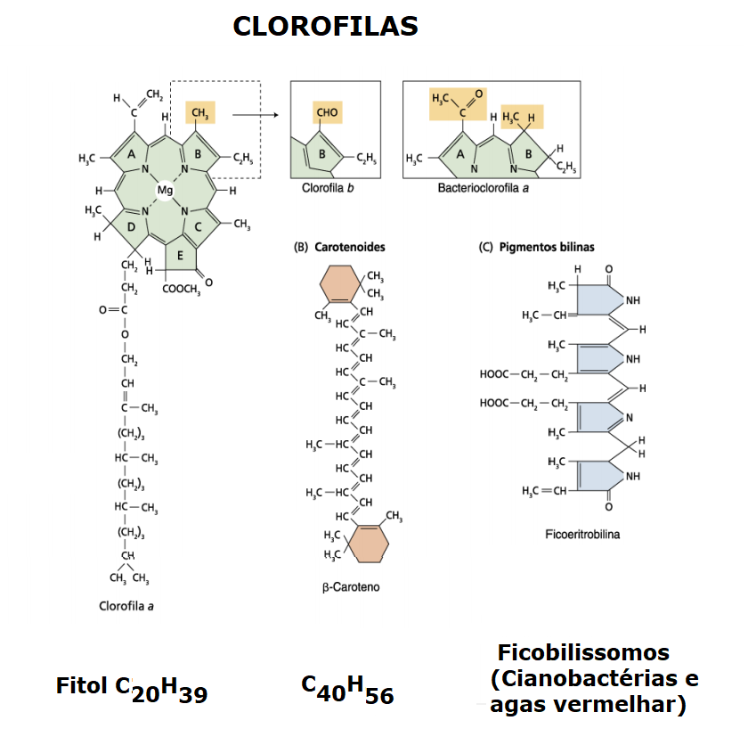 BIOLOGIA PARA A VIDA : INTRODUÇÃO A BOTÂNICA