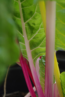 The Manic Organic: Living Foods