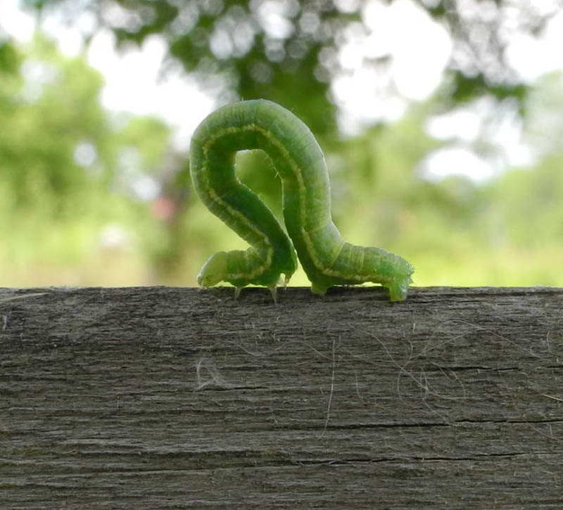 Studio and Garden: Inching Along