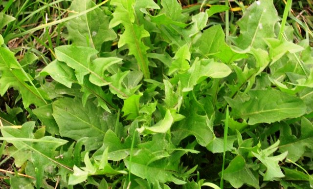 Cognitio Melphicta : SIVONI ( Crespigno comune)