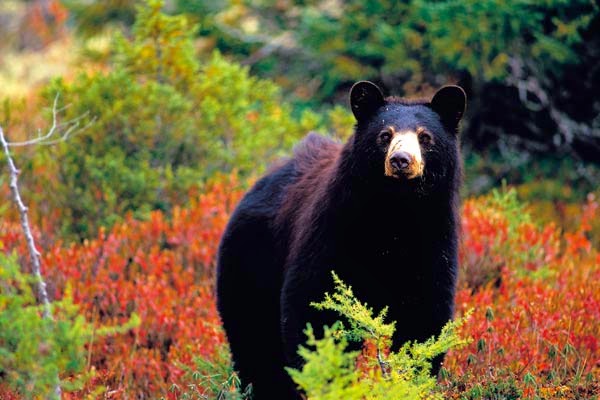 Flora y fauna en Corea del Norte y del Sur