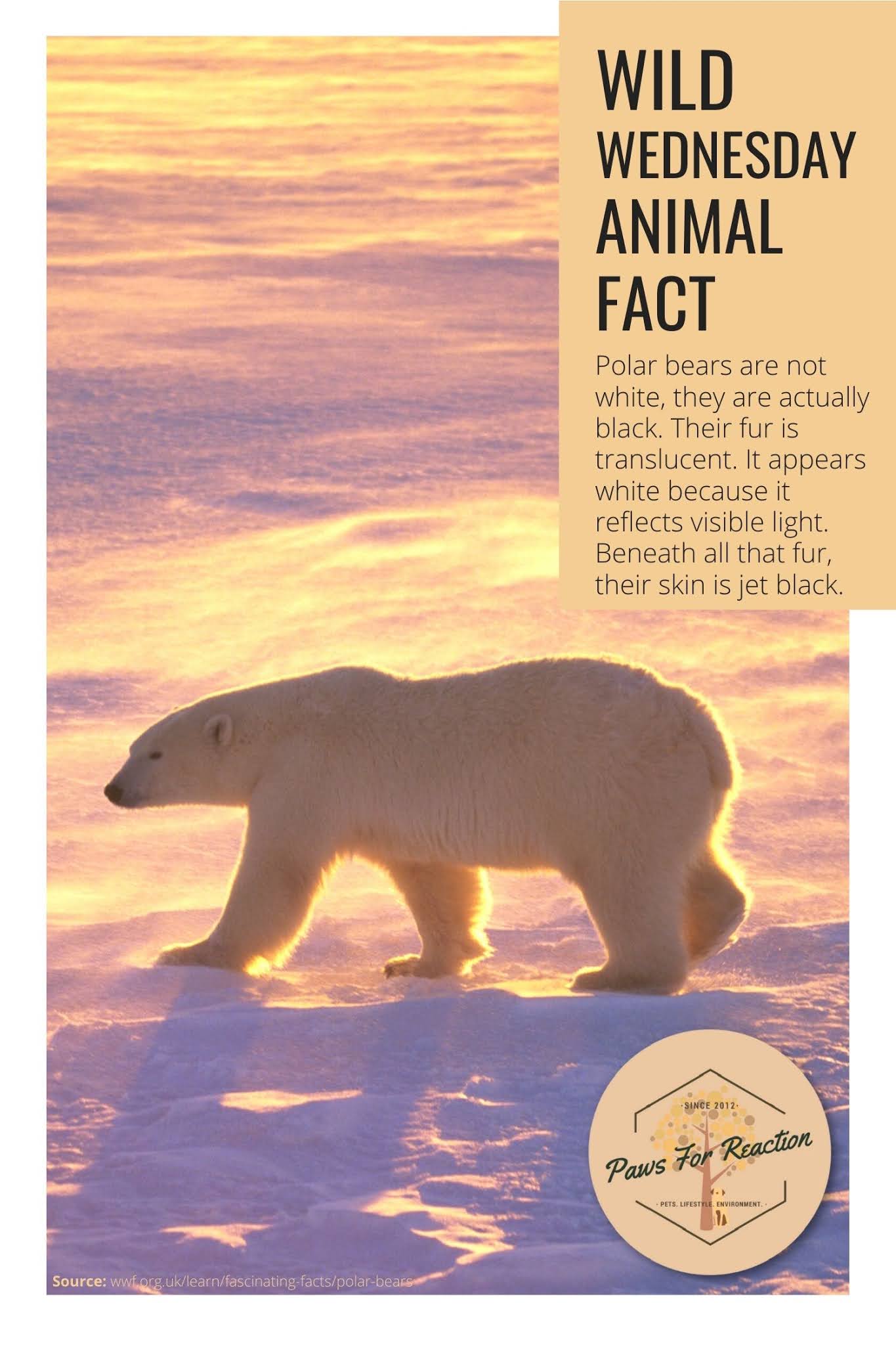 Wild Wednesday is back: Ontario wildlife conservation needs your help ...