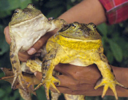 Bullfrog | Animal Wildlife