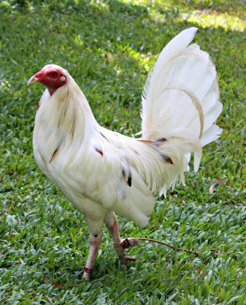 Gallery « COCKFIGHTING