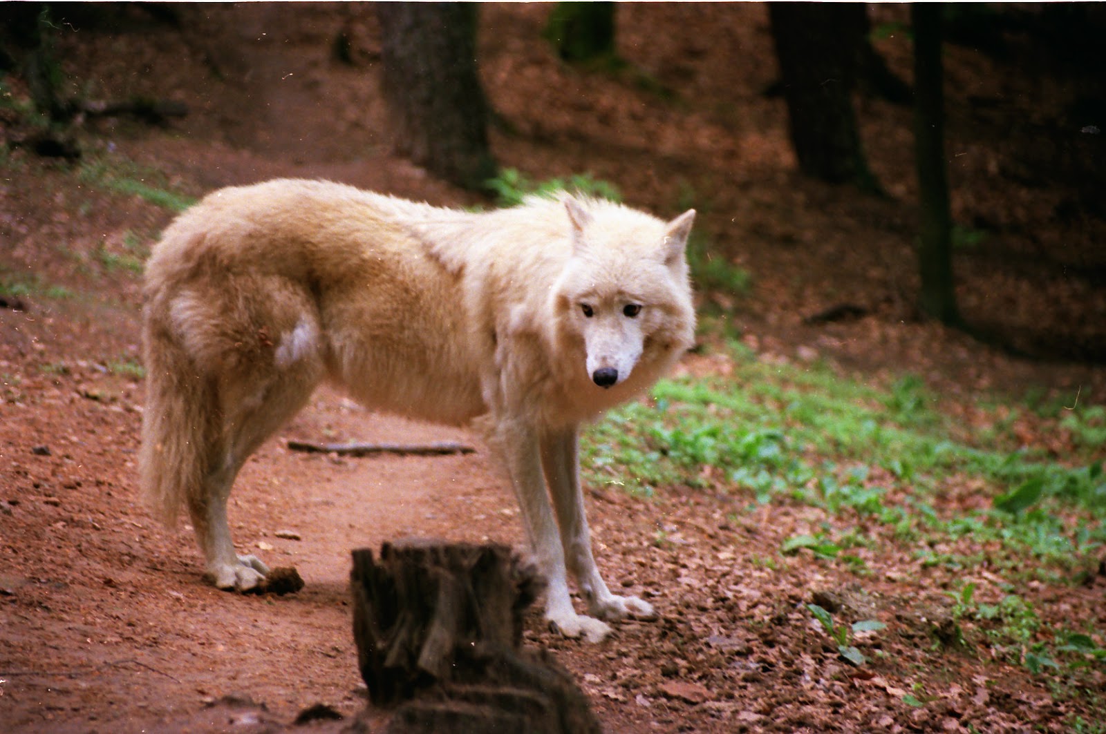 Dingo Lady: The Dingo Lady and the Wolf Man