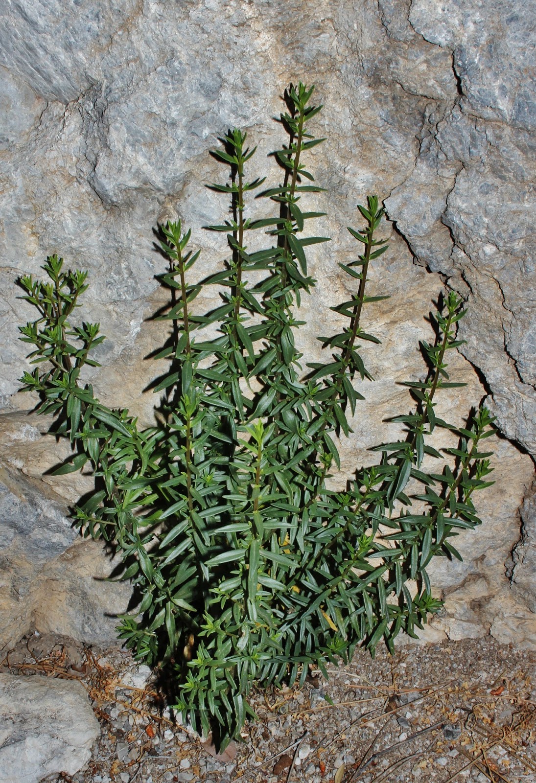 Biodiversity of Cyprus by NGO Protection of the Natural Heritage and ...