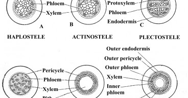 Winsome Publication: KU - Botany III - U I - 2