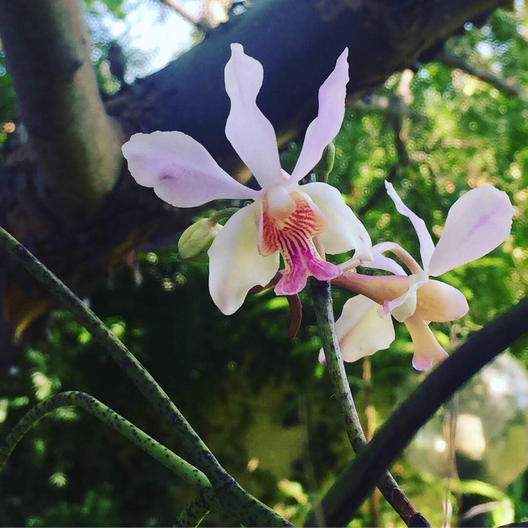 Neofinetia Falcata (Vanda) x Vanda Teres Alba • diarid'orchidee