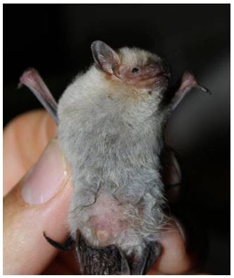 Leucism in bats