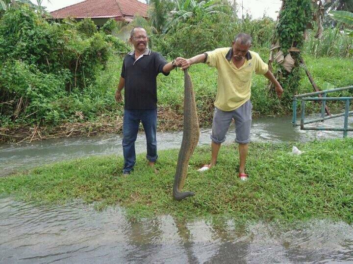 Be.Our.Story: Giant Leech!!!