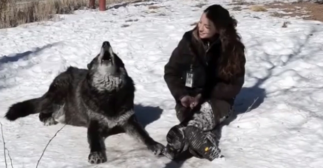 White Wolf : Woman and Wolves Share a Howling Good Moment