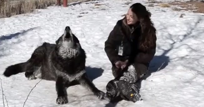 White Wolf : Woman and Wolves Share a Howling Good Moment