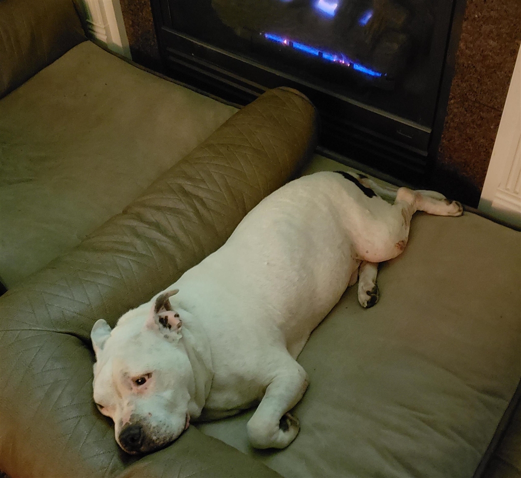 Shelter Dogs of Portland: "DOZER" UPDATE - Now in Foster Home senior ...