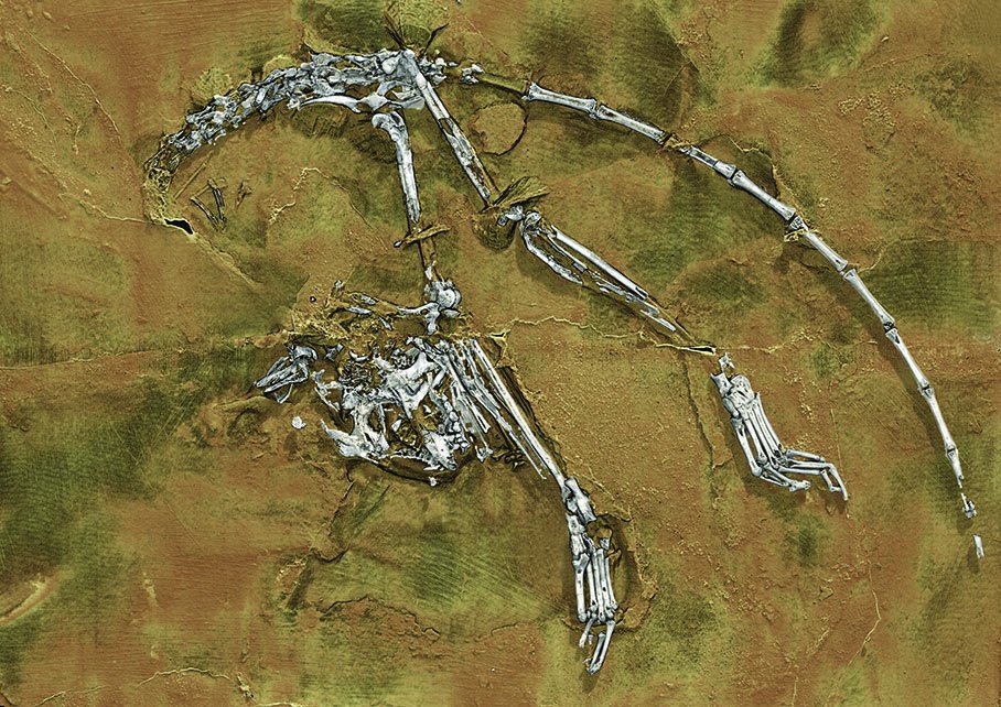 Palaeos, la historia de la Vida en la Tierra: Notas cortas ...