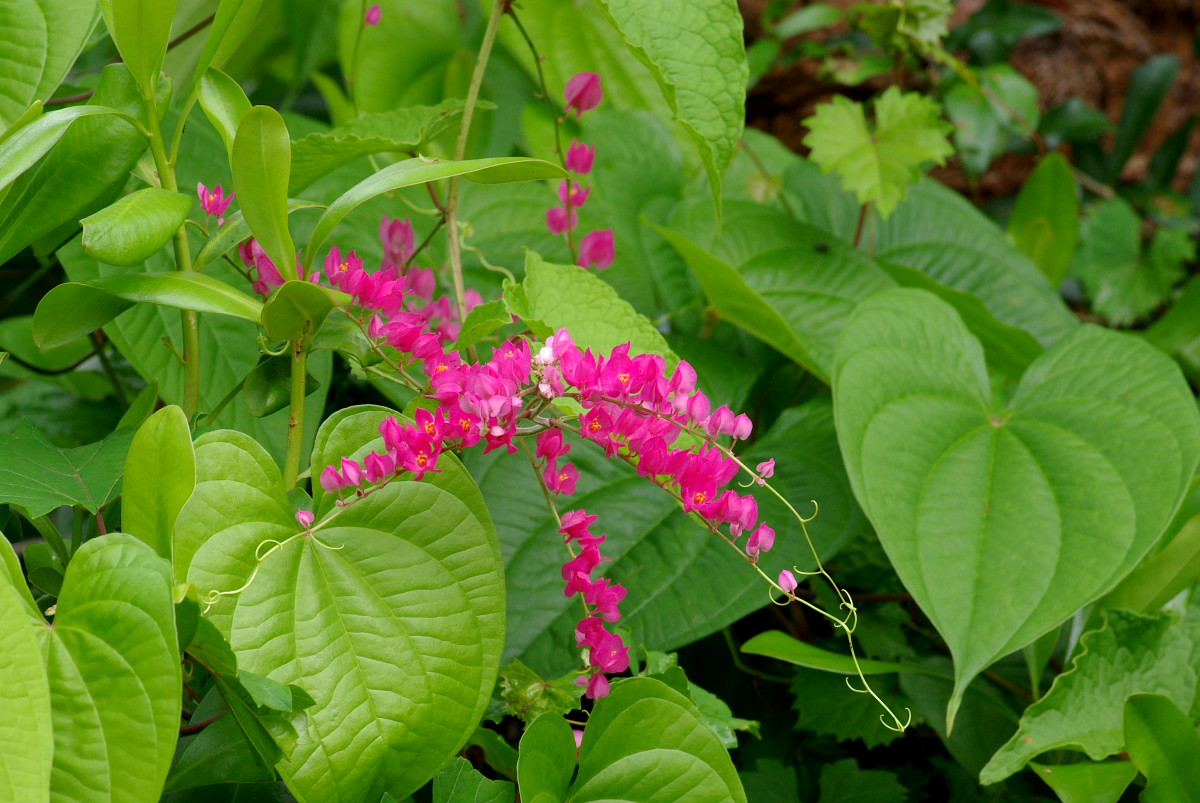 Rufino Osorio: Antigonon leptopus – Coral Vine