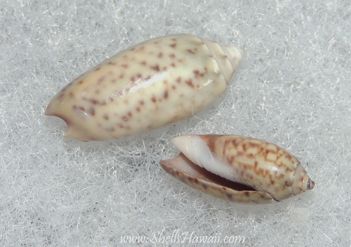 ShellsHawaii ...by Janjira: Hawaiian seashells /Kauai shells