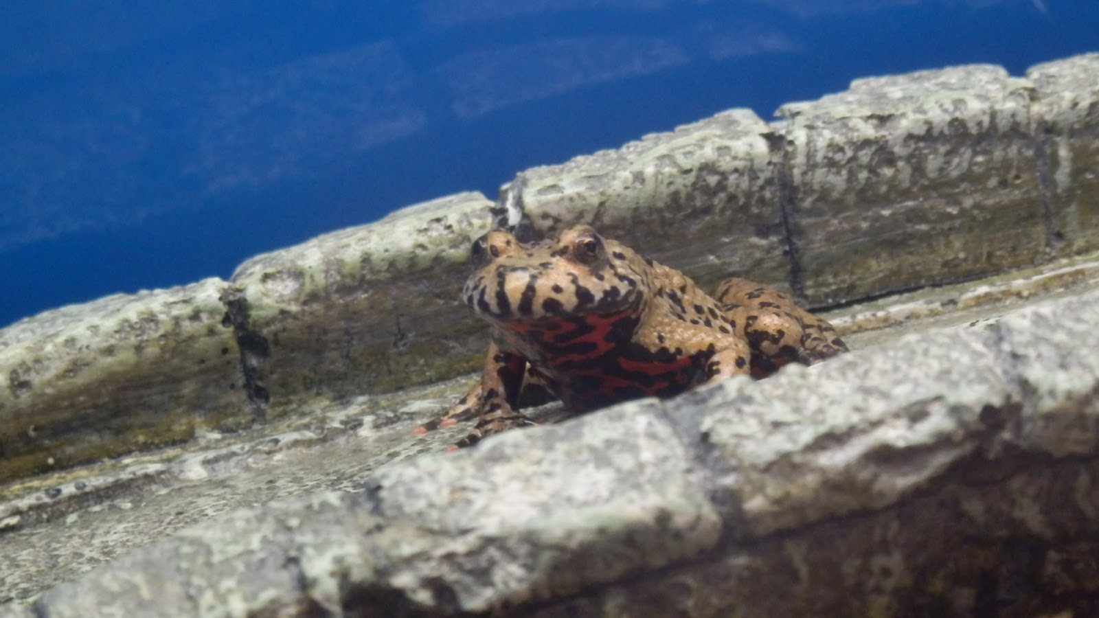 Creaturecation: Fire-bellied Toads