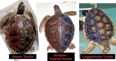 Sea Turtle Hospital: A closer look at the hybrid sea turtle, "Eclipse"