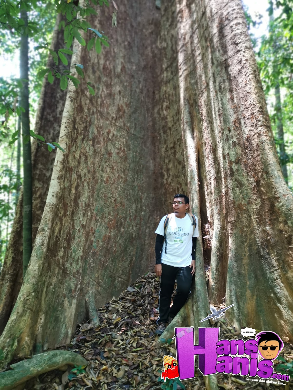 Pokok Melunak Terbesar Di Malaysia