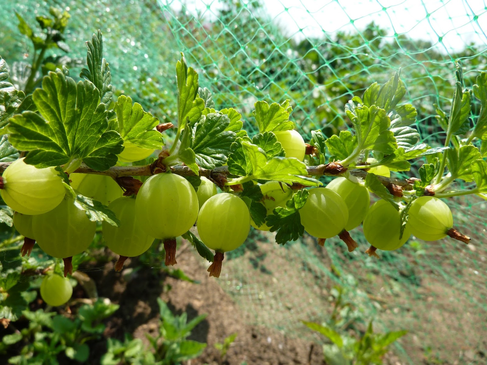 Fruit Warehouse: Gooseberry ( Ribes uva-crispa )