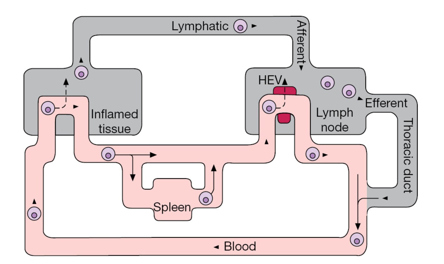 Organized Lymphoid Tissue - pediagenosis