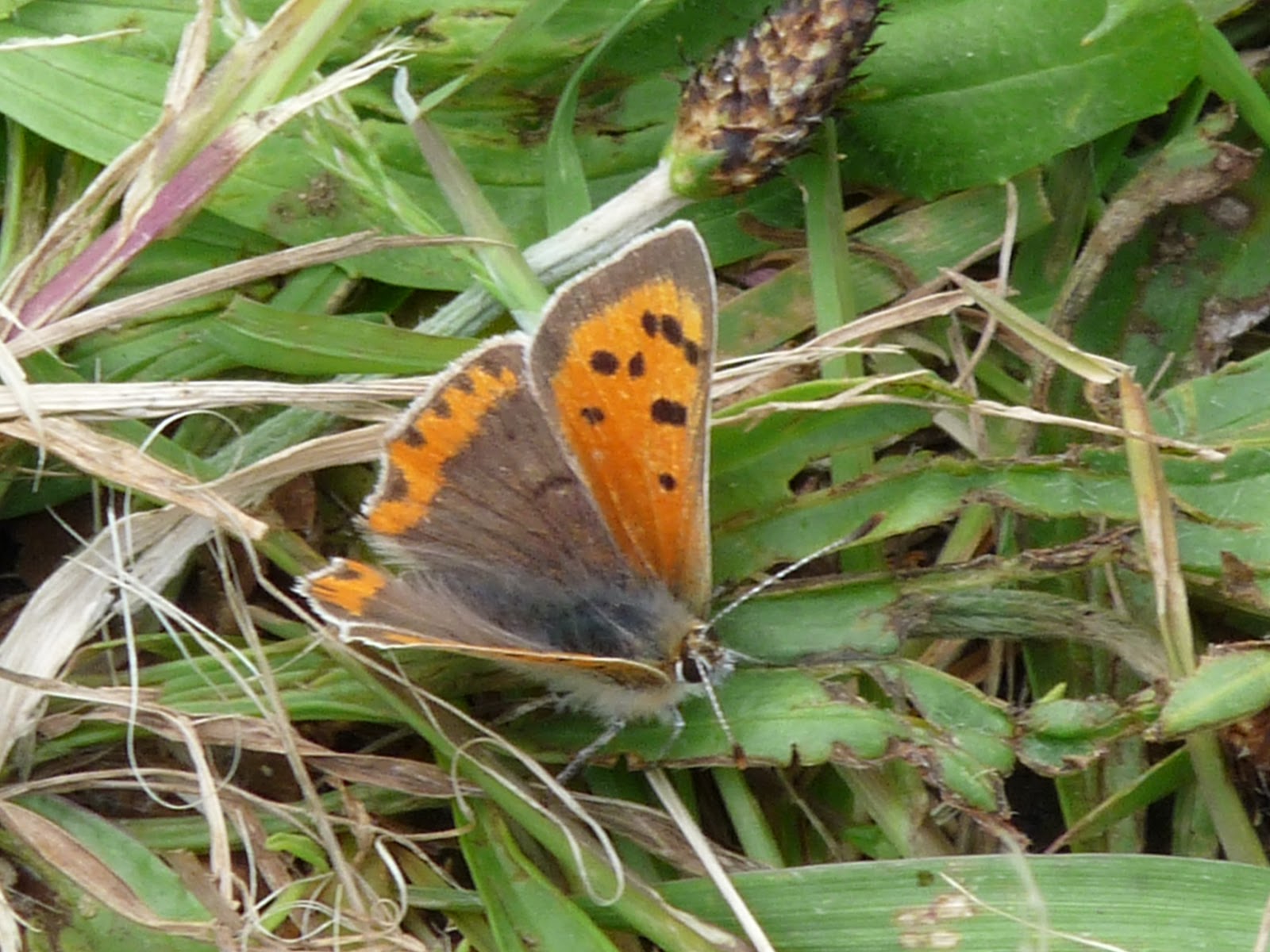 Wild and Wonderful: Butterflies and Moths (5): Small Copper