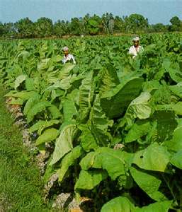 RITH WORLD ( lovemyself): sejarah terciptanya tembakau. (asal usul ...