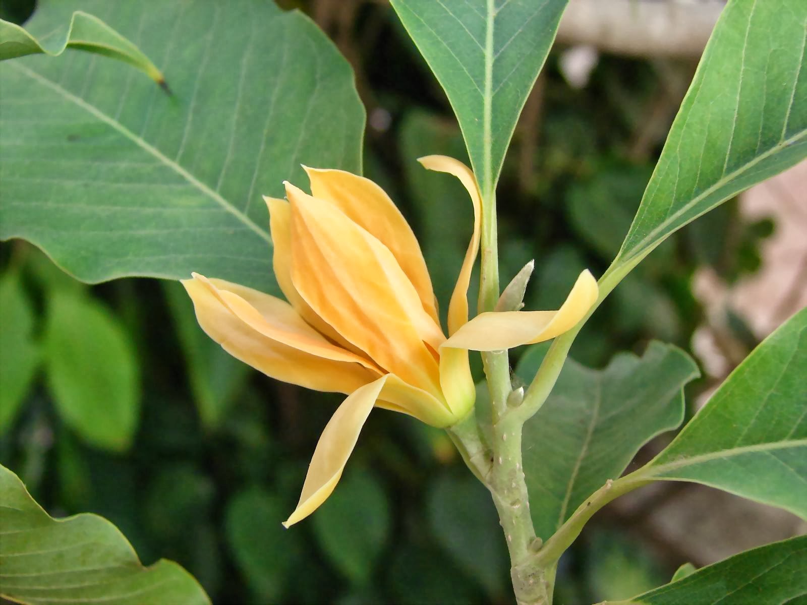 Aspundir: Magnolia Champaca