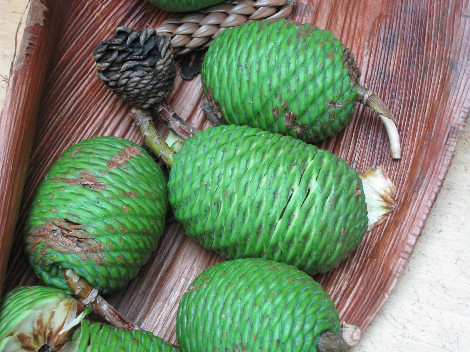 Real World Gardener: Australia's Kauri Pine:Agathis robusta