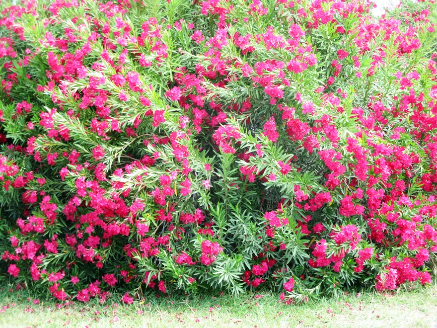 Old Fat Man Adventures: Oleander