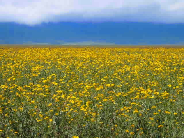 KITULO NATIONAL PARK- The Garden Of God in TANZANIA ~ Ukarimu Blog ...